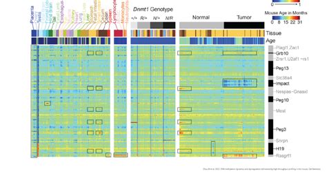 New High Throughput Array Greatly Accelerates Mouse DNA Methylation Characterization Van Andel