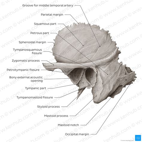 Petrous Part Of Temporal Bone Temporal Bone Britannica