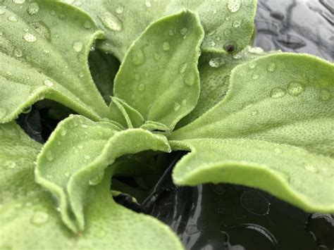 リクエスト野菜受付中 井澤農園 北海道栗山町