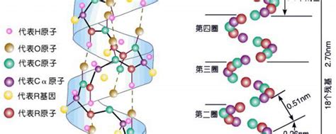 蛋白质是由什么组成的 蛋白质详解知秀网