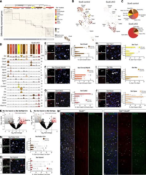 Transcriptional Maintenance Of Cortical Somatostatin Interneuron Subtype Identity During