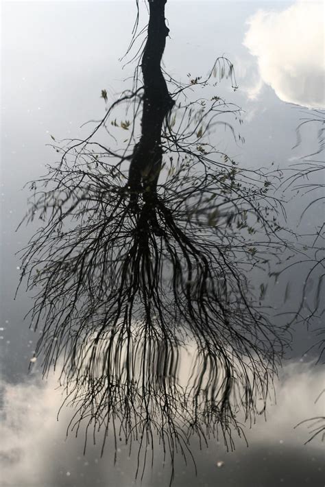 Tree Reflection Gary Tree Flickr