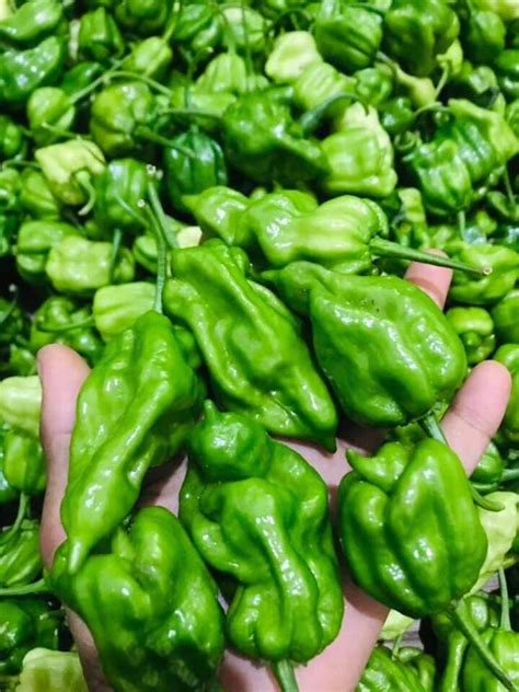 ස්කොච් බොනට් ඩාර්ක් Sn Agro Farm And Plant Nursery