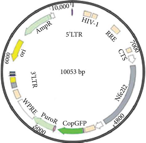 Characteristics Of HF MSCs And Establishment Of Nrf 2 Modified HF MSCs