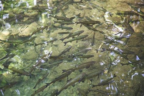 夢見河裡有魚 周公解夢 周公解夢大全