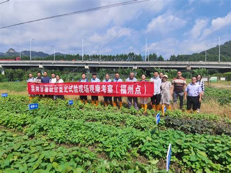 甘薯专委会组织菜用甘薯联合鉴定现场观摩考察 江苏徐淮地区徐州农业科学研究所徐州市农业科学院