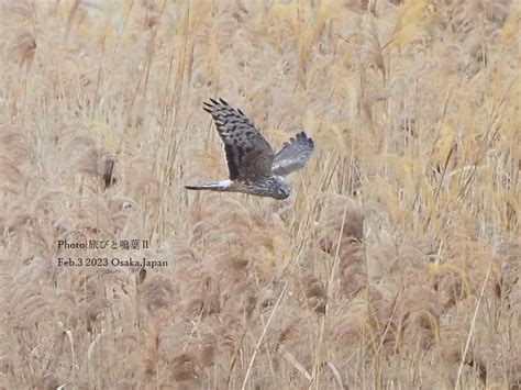 Wild Birds In North Osaka Hen Harrier Herd Of