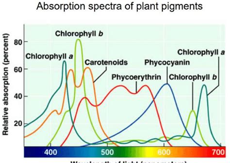Relative Absorption Of Chl A Chl B Chl C Carotenoids Biliproteins