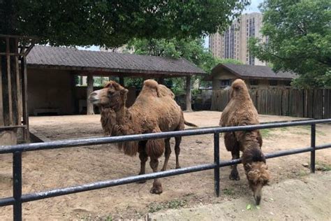受疫情影响南昌动物园实行限流 旅泊网
