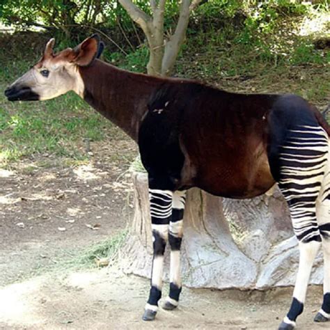 Ocapi Descubra Fatos E Informações Fascinantes Sobre Oca