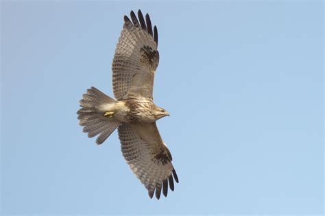 モモフォト わんこと宮城の野鳥 若いノスリ