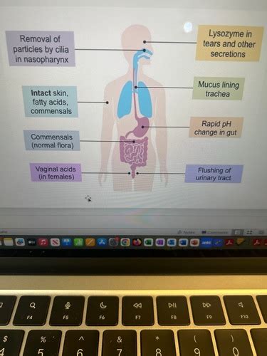 Innate Immunity Flashcards Quizlet