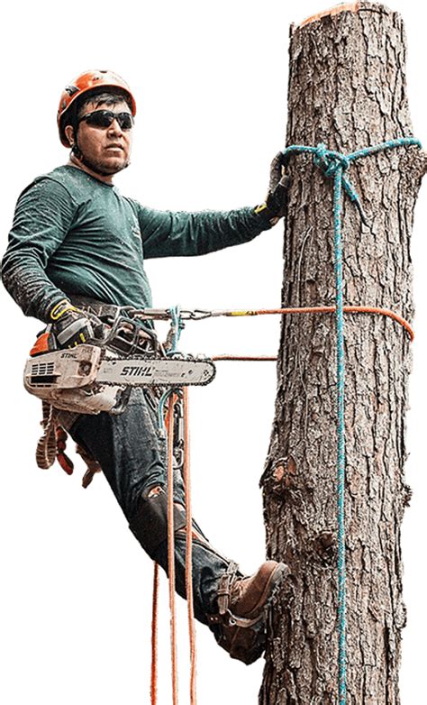 Sydney S Best Tree Service Company Tall Timbers Tree Services