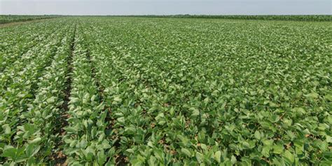 How To Grow Soybeans From Planting To Harvesting The Crop