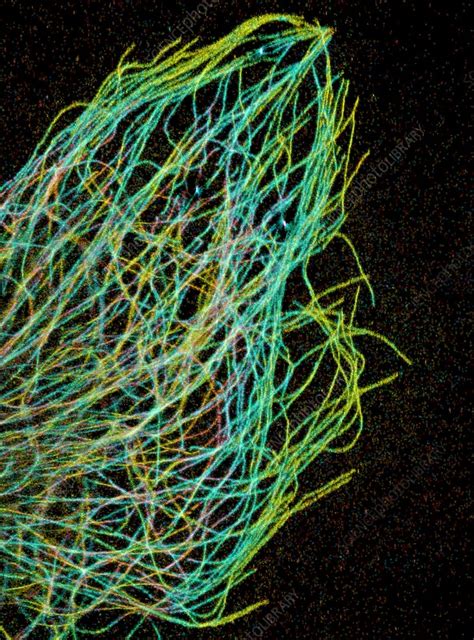 Tubulin Microtubules Micrograph Stock Image C0238160 Science