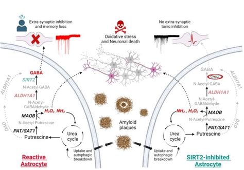 Astrocytes Play Key Role In Alzheimers Disease Clinical Lab Products