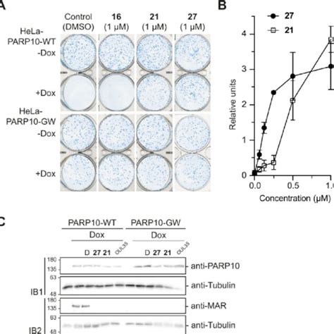 Examples Of The Most Potent Parp Inhibitors Download Scientific Diagram