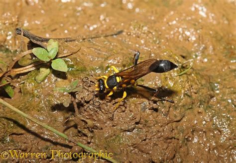 Mud Dauber Wasp Collecting Mud Photo WP