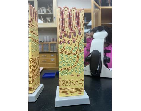 Gi Tract Model Duodenum Quiz