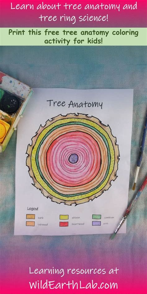 How Scientists Use Tree Rings Tree Study Reading Tree Tree Rings