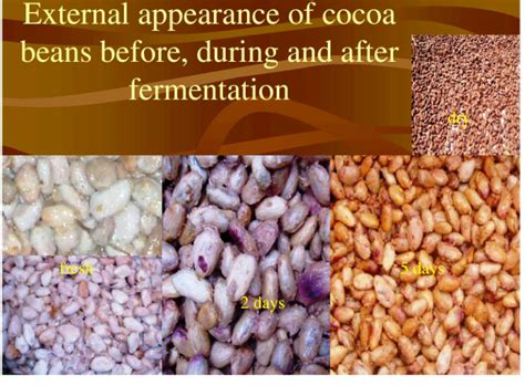 Cpb CocoaPinasBlogs Cacao Beans Fermentation Process