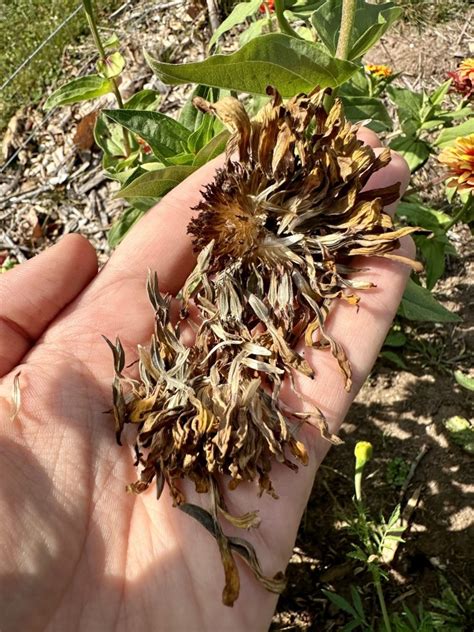 How To Save Zinnia Seeds Heirloom Grown