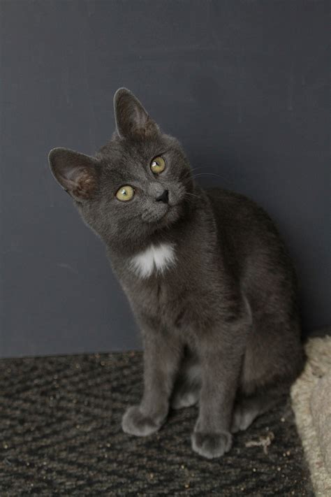 Bowser Drumheller And District Humane Society