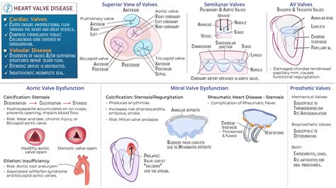 Gross Anatomy Valvular Disease Ditki Medical And Biological Sciences