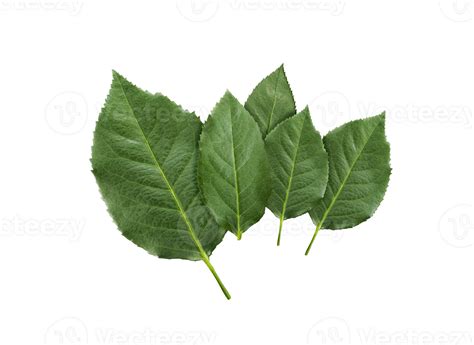 Rose Leaves Transparent Background Png
