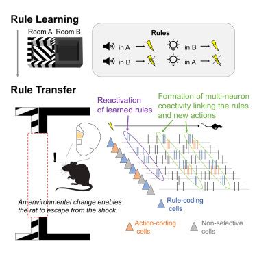 Prefrontal Neuronal Ensembles Link Prior Knowledge With Novel Actions During Flexible Action