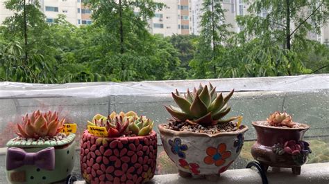 비오는날 걸이대 다육이들 비안맞게 완전차단 ㅋ 마지막날 맞게 하려고 하네요 베란다풍경 구경하세요~~~~~💕 Youtube