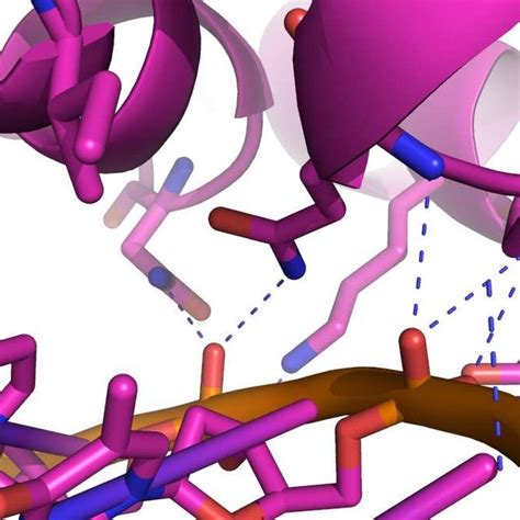 Dna Mutations For The Redesign Of The Phage λ Ci Repressor Protein Download Scientific Diagram