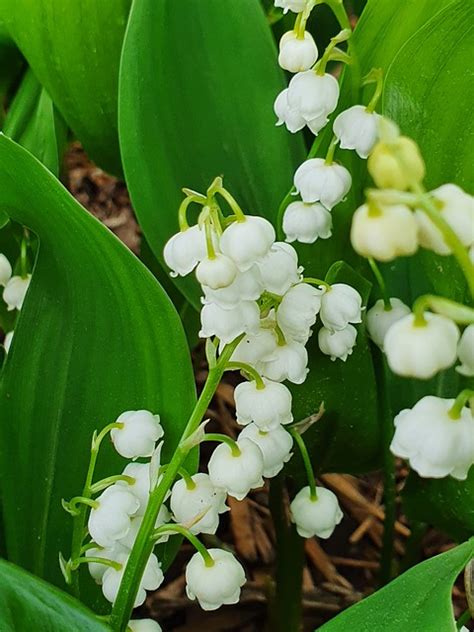 Free Lilyofthevalley Flower Images Pixabay