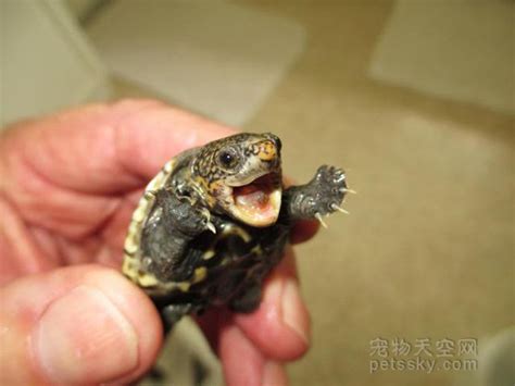 27张可爱的乌龟照片 原来乌龟也萌萌哒 第12页 宠物天空网