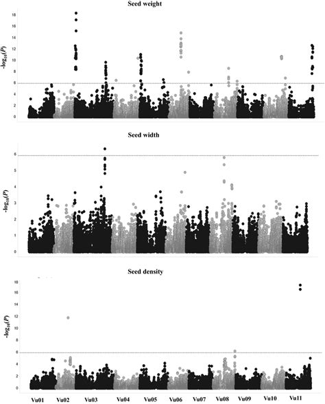 Manhattan Plot Of Gwas Meta Analysis For Seed Weight And Gwas For Seed