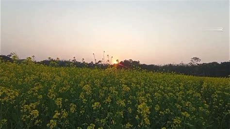 আজ সরষে খেত ঘুরতে গেলাম Youtube