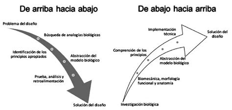 Enfoques Top Down De Arriba Hacia Abajo Y Bottom Up De Abajo Hacia