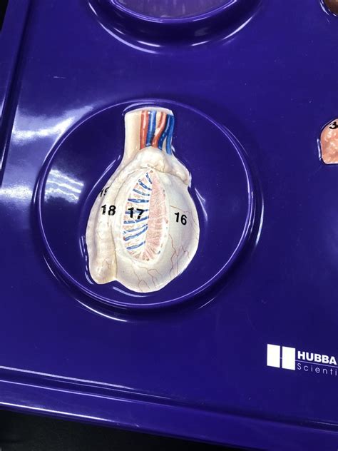 Lab Practical 1 Diagram Quizlet