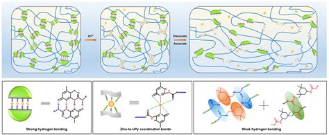 中科院兰州化物所王齐华研究员团队Chem Eng J 基于仿生分级氢键和金属配位键协同强化的室温自修复超分子聚氨酯 中国聚合物网科教新闻