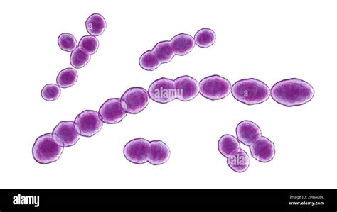 Heterotrophic Bacteria