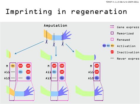Ppt Regeneration In Animal Models Powerpoint Presentation Free