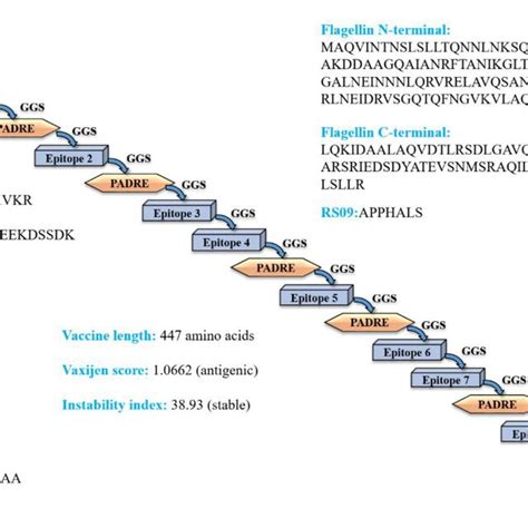 Scheme Of The Predicted Full Fledged Constructed Fungal Multi Epitope Download Scientific