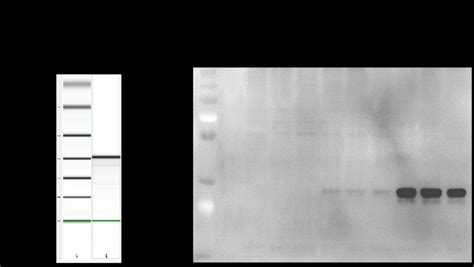Characterization Of Sars Cov 2 Receptor Binding Domain Rbd Download
