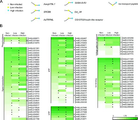 Dengue Infection Induces Differential Transcript Abundances In Key Gene Download Scientific