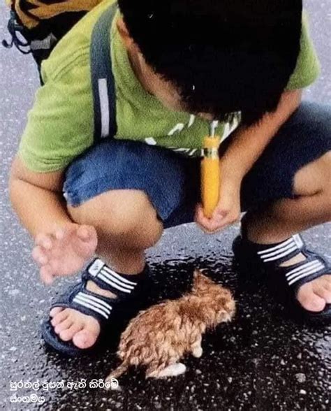 අනේ 😍🥺 Chuti Baba චූටි බබා