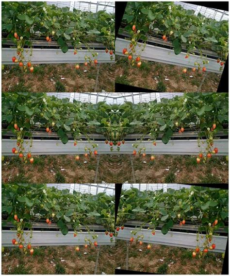 A Strawberry Ripeness Detection Method Based On Improved Yolov8