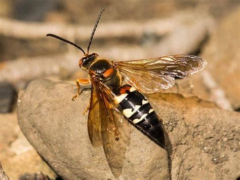 Tag Cicada Killer Wasps