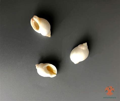 Nucella Lapillus Linnaeus 1758