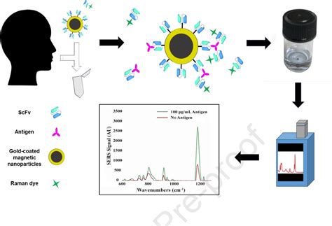 Figure 1 From A Fast Ultrasensitive Sers Immunoassay To Detect Sars Cov 2 In Saliva Semantic