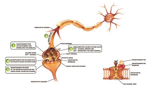 Postsynaptic Neuron Dendrites At Cristina Lee Blog